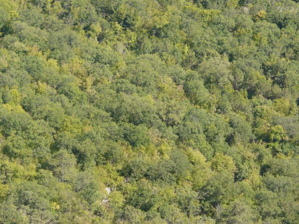 forest from the above texture 0017 - Texturelib